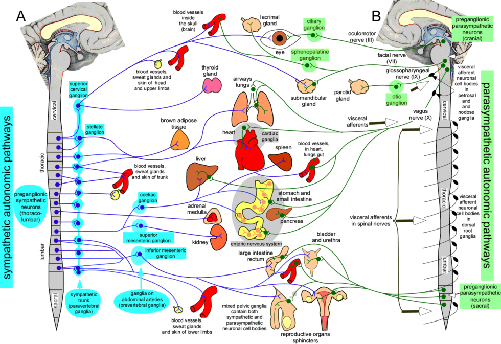 Changes in ANS (Autonomous Nervous System)